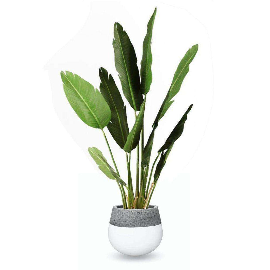 Zamora Cement Planter - Multiple Sizes | Artiplanto – artiplanto